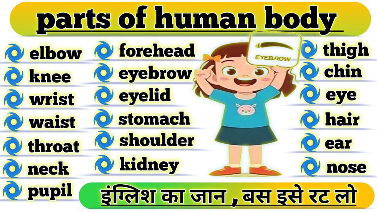 parts of human body | parts of body| 50 very useful English vocabulary ...