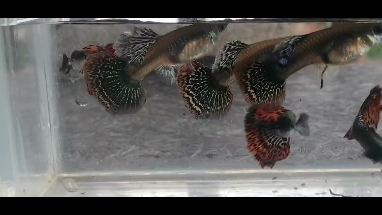 (red dragon halfmoon bds) Malaysia - YouTube