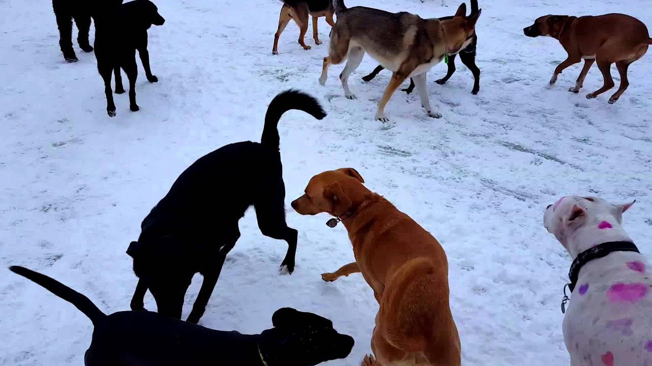 Wilburr's first day - YouTube