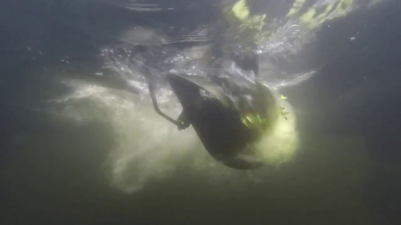 OLOID 400 A im Kynastteich (Berlin) - YouTube