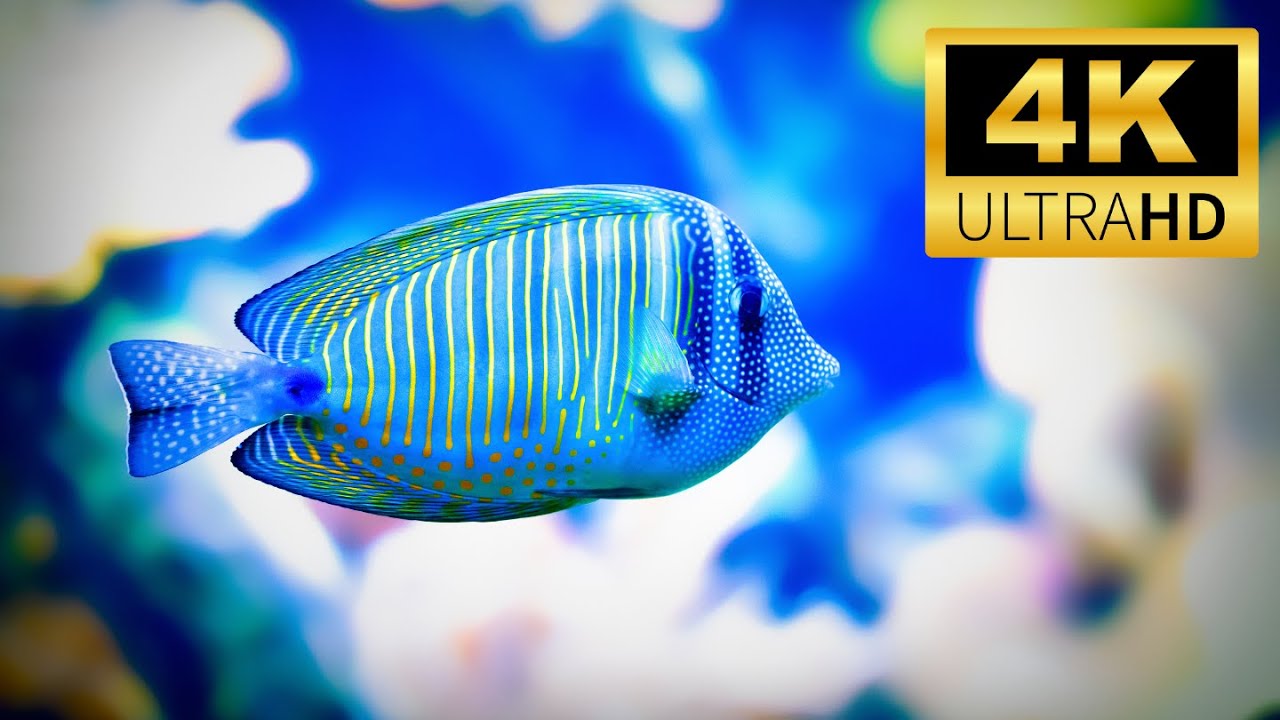 Aquarium 4K VIDEO (ULTRA HD) 🐠 Beautiful Coral Reef Fish - Relaxing ...