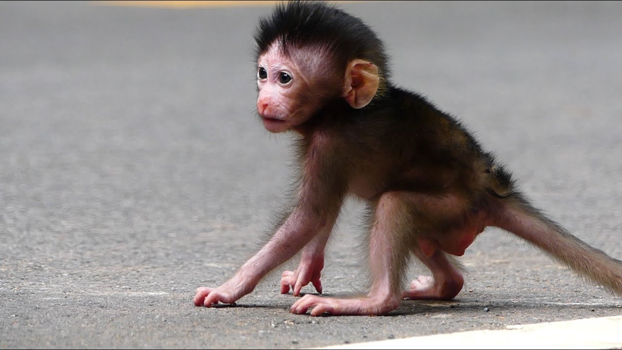 Only Six Day Old But Almost Active Very Hyperactivity Movement Newborn ...