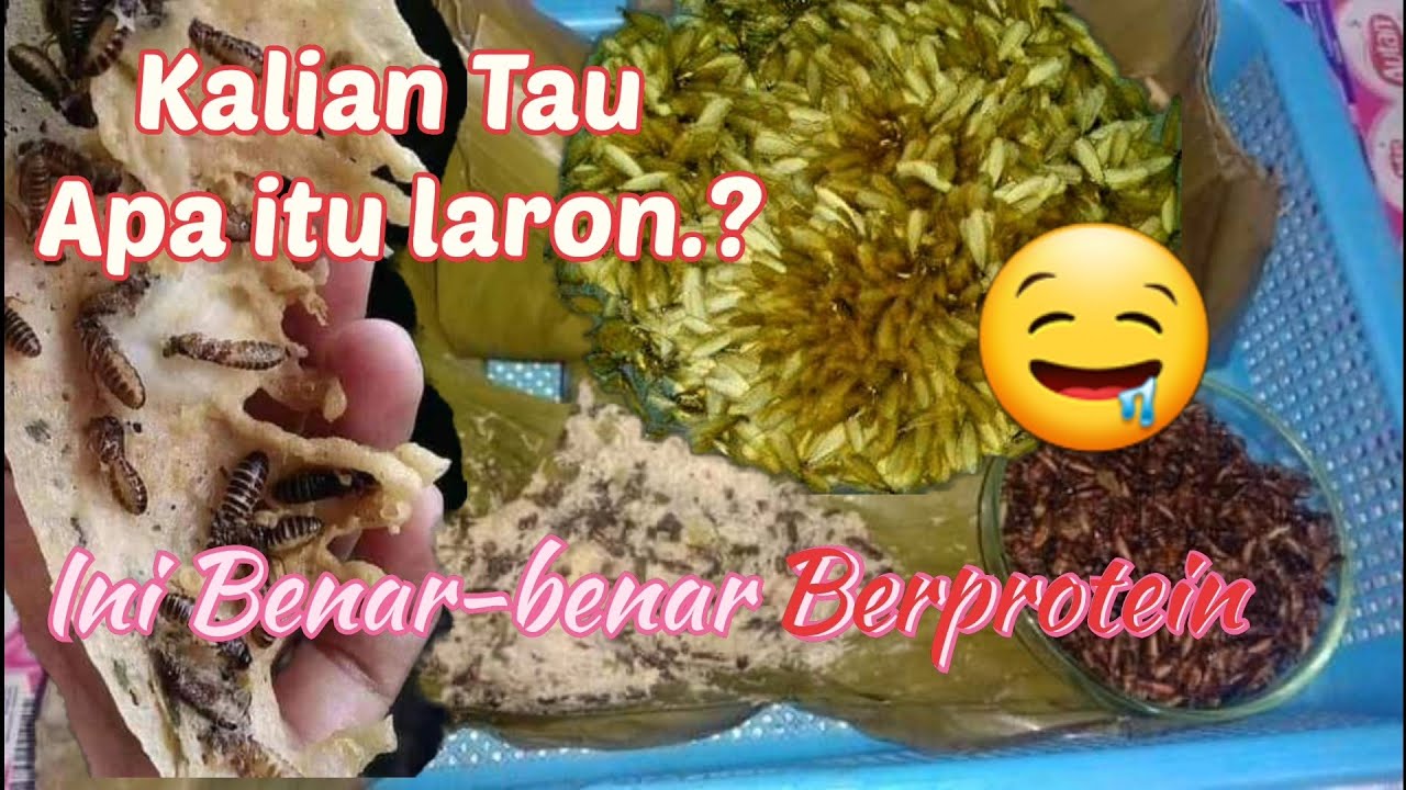 Budidaya Laron Serangga Berprotein Tinggi Beginilah Menjebak Laron Cara ...