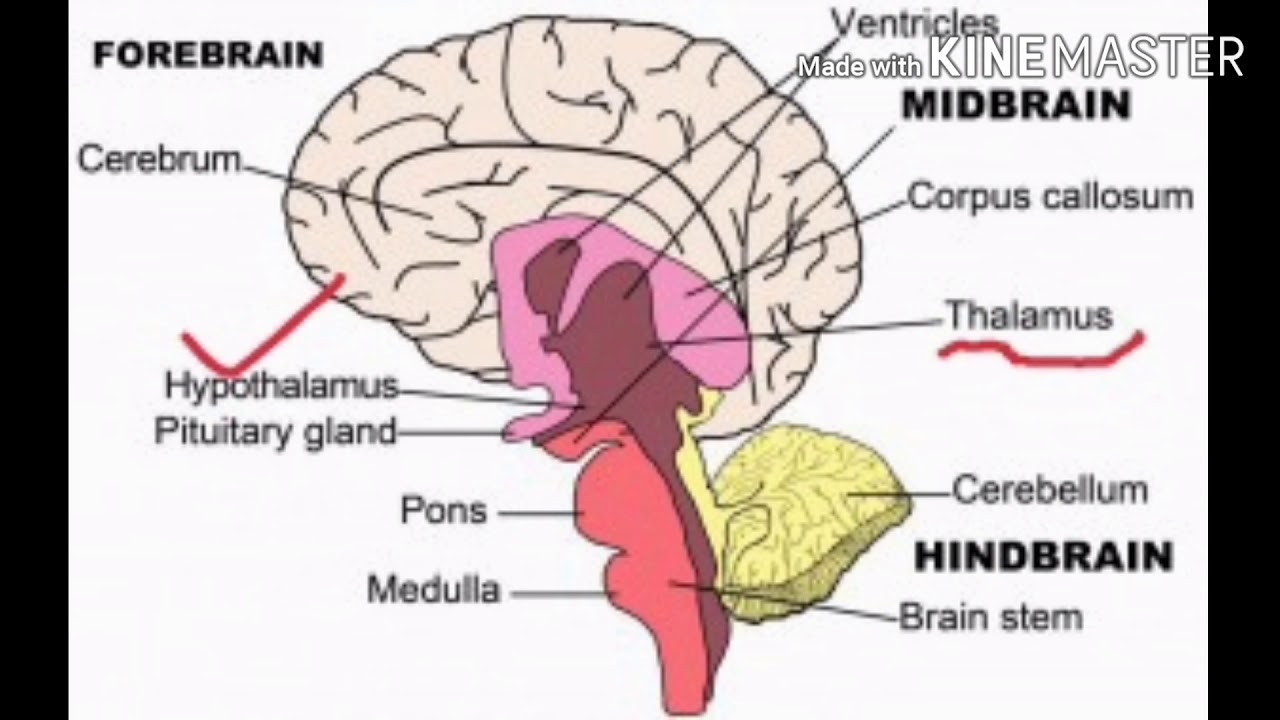 BRIDGE COURSE [BIOLOGY] - YouTube