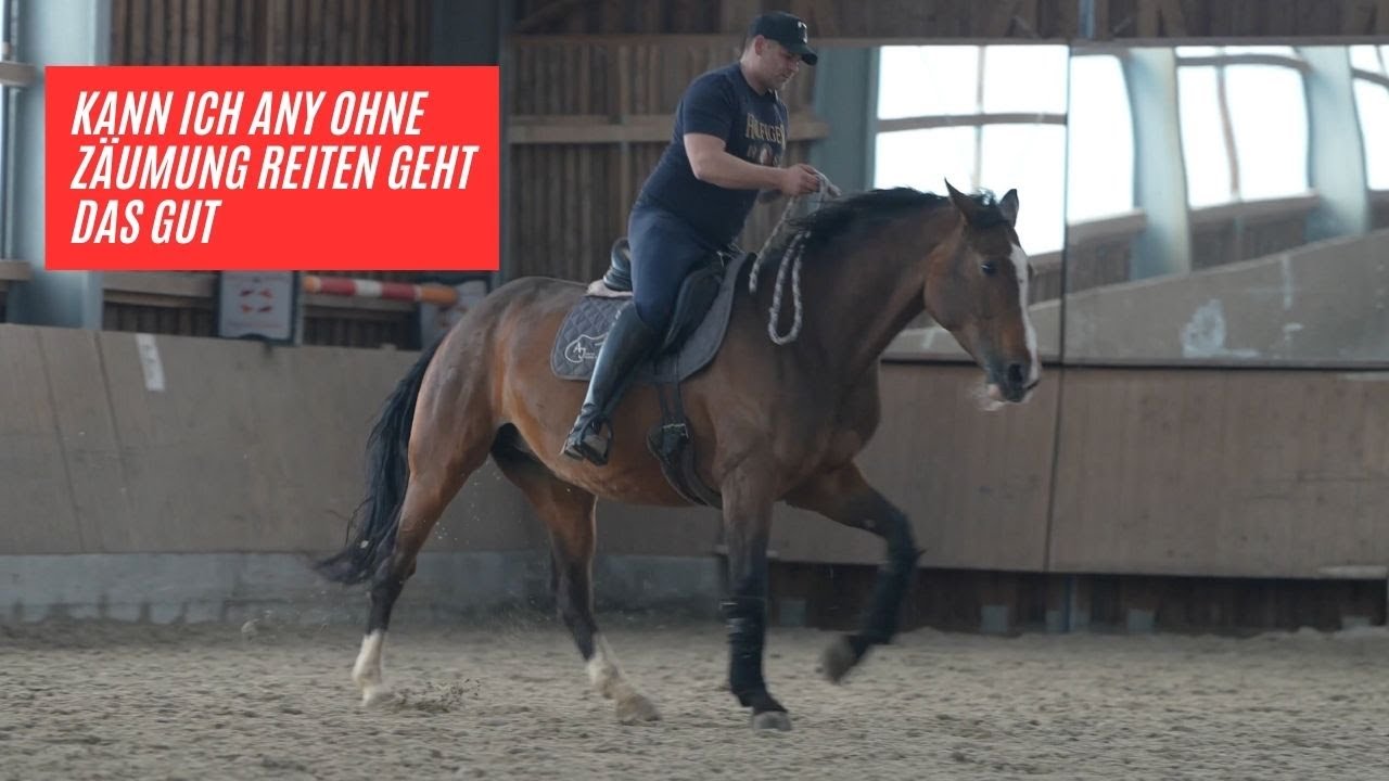 Ich reite Any ohne Zäumung , OMG ob das gut geht - YouTube