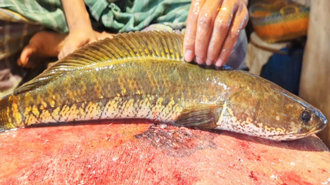 Amazing Snakehead Murrel Fish Cutting Skills Live in Fish Market | Fish ...
