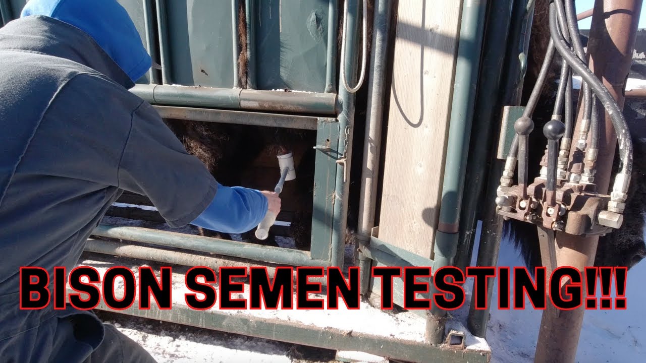 Bison Bull Breeding Soundness Exam!!! - YouTube