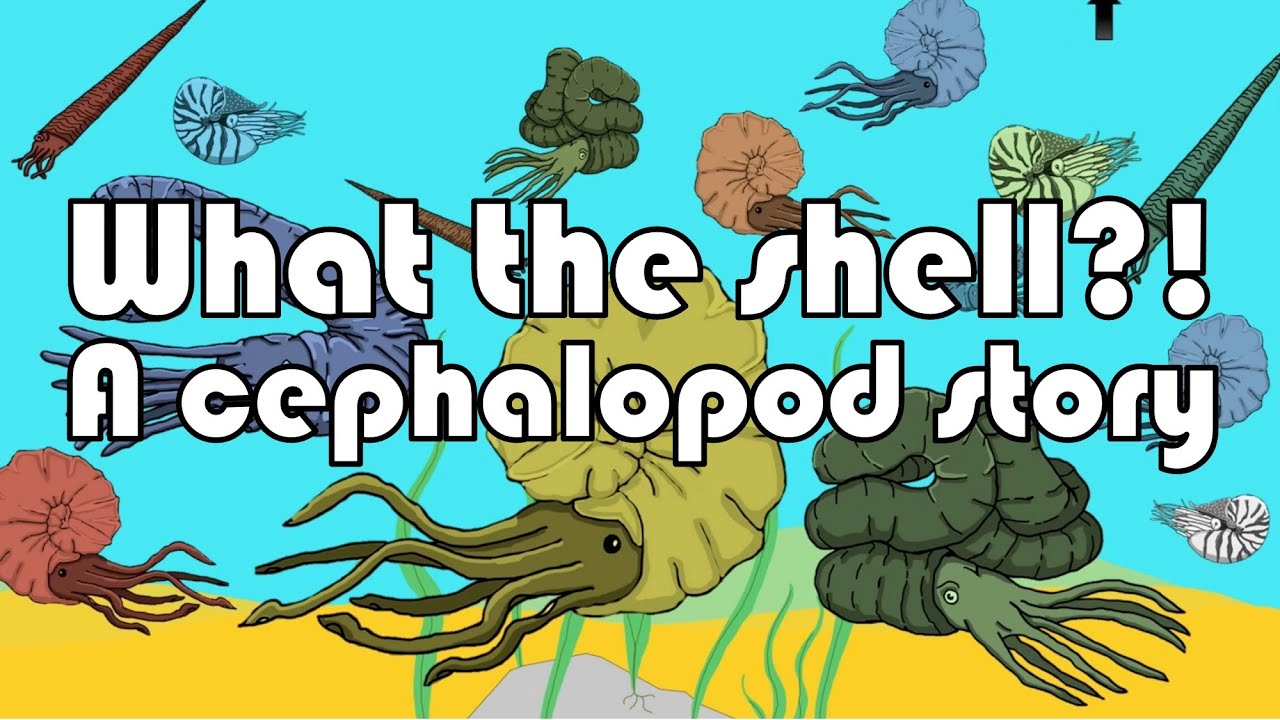 What the Shell?!? - A cephalopod story - YouTube