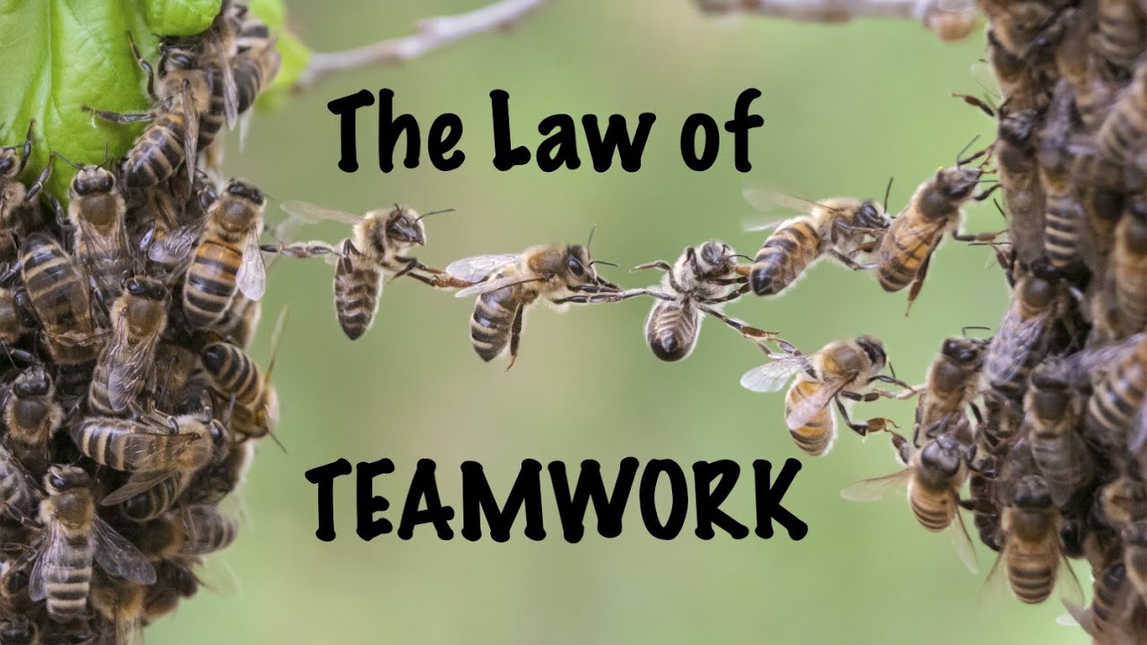 The Law of Teamwork - YouTube
