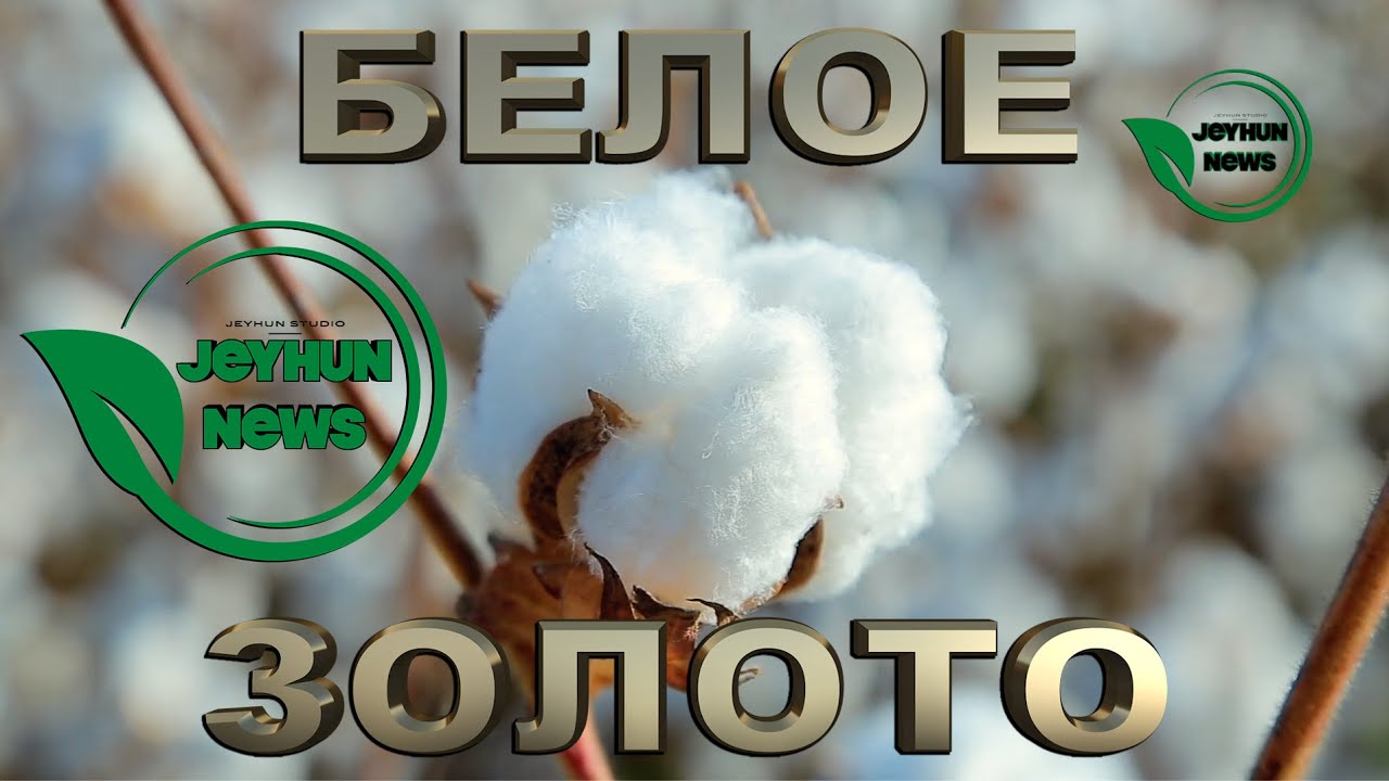 БЕЛОЕ ЗОЛОТО ТУРКМЕНИСТАНА (В Лебапском велаяте организованно ...