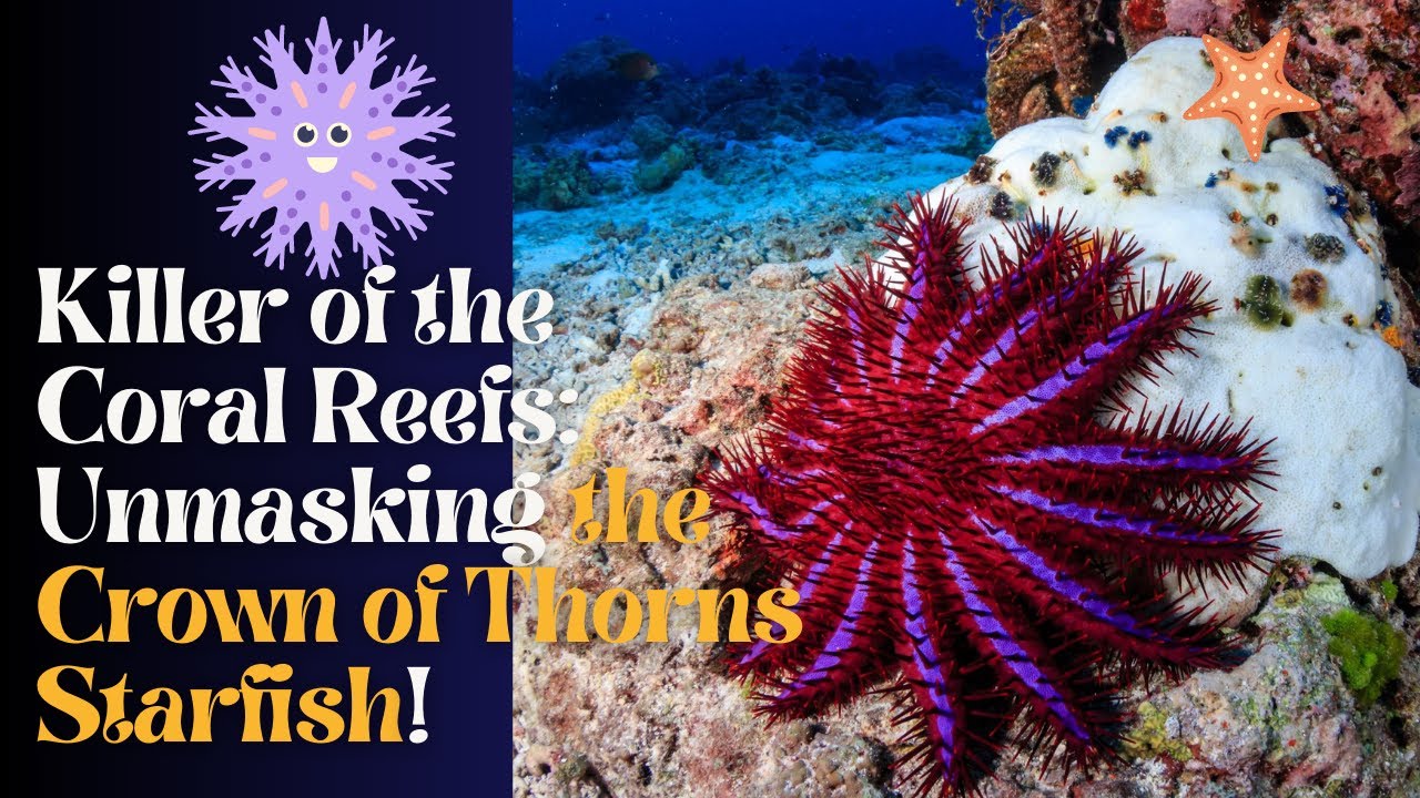 Crown Of Thorns Starfish Life Cycle