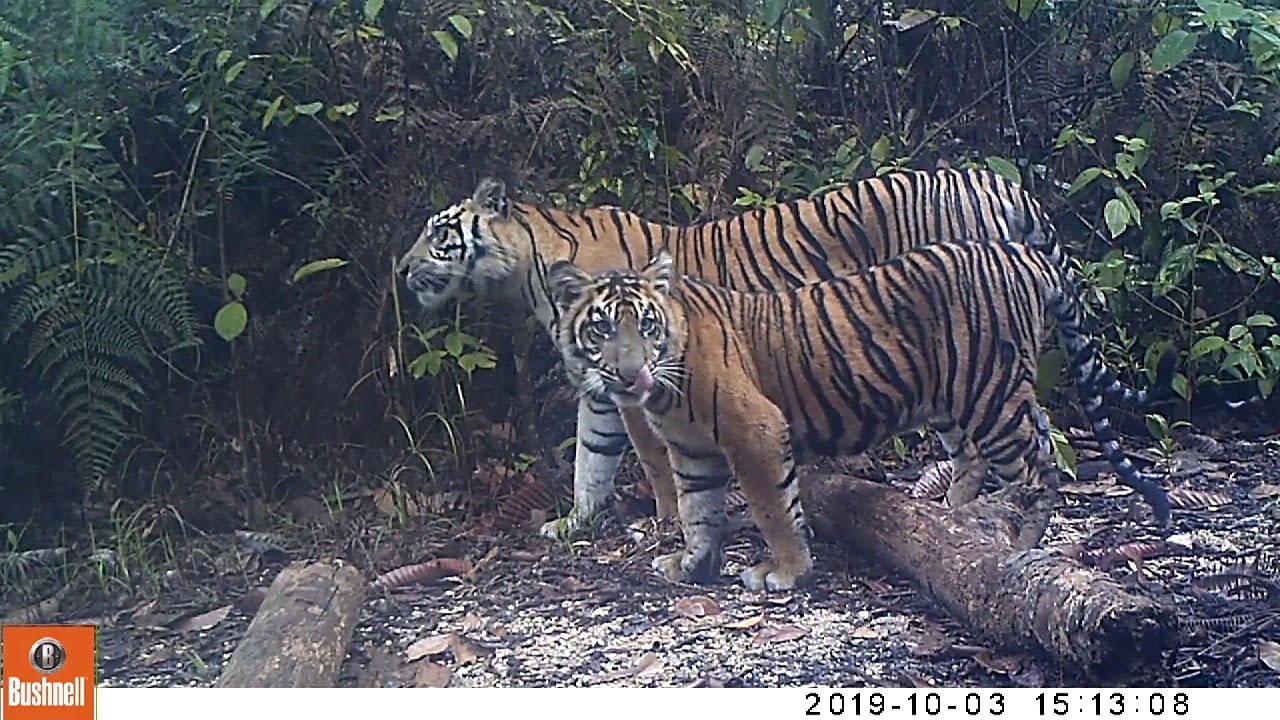 Mgaguhitngmukhangmgatigreparasamgabata