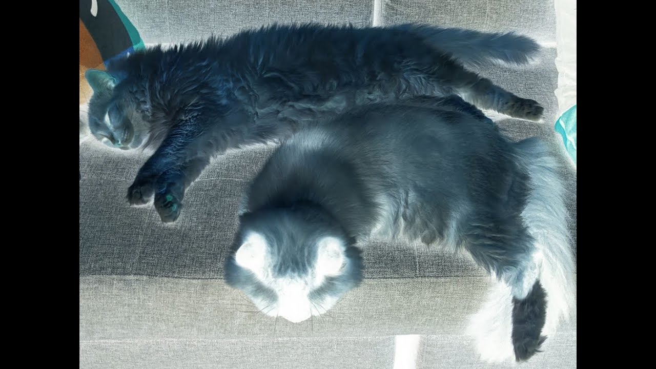 Bootleg Worms Rumble (12/2/2020) - YouTube