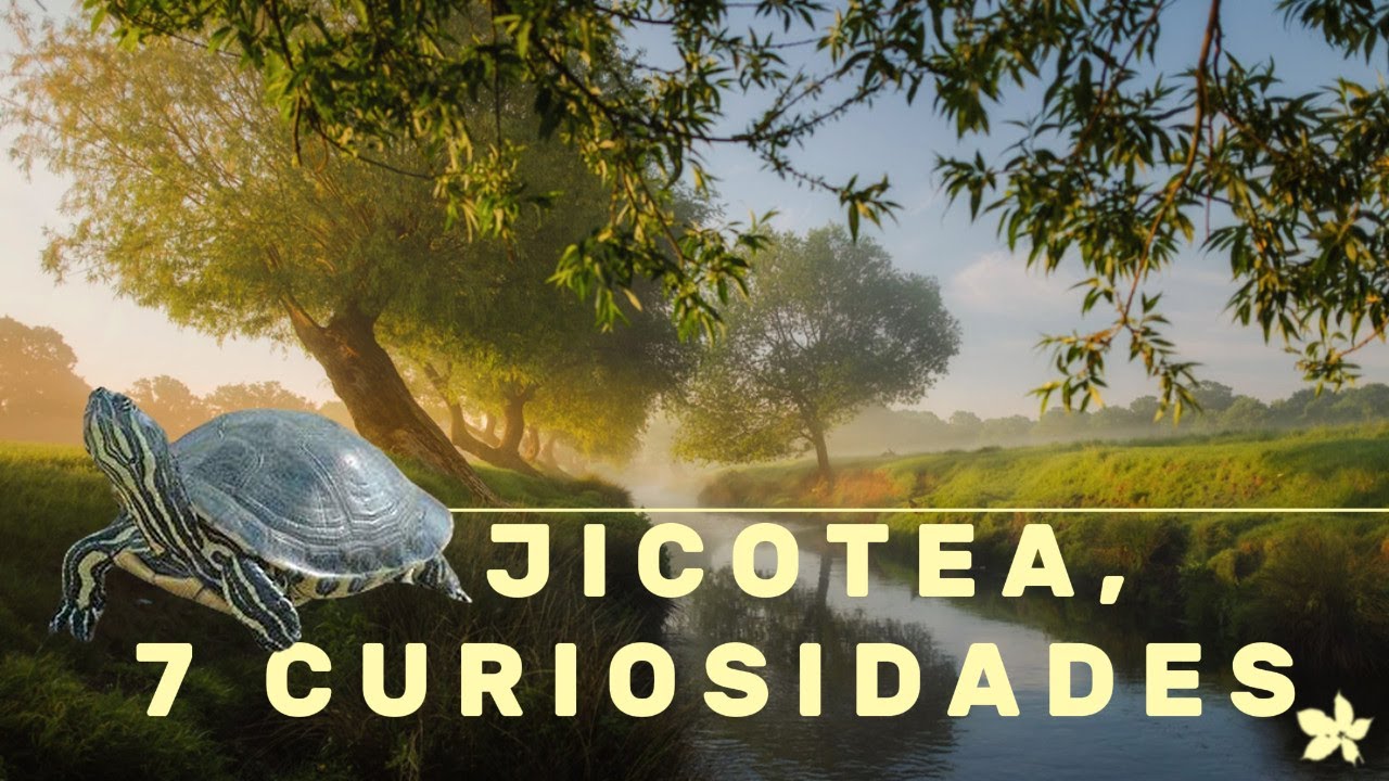 JICOTEAS, 7 CURIOSIDADES - YouTube