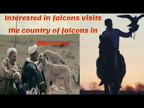 Interested in falcons visits the country of falcons in Morocco - YouTube