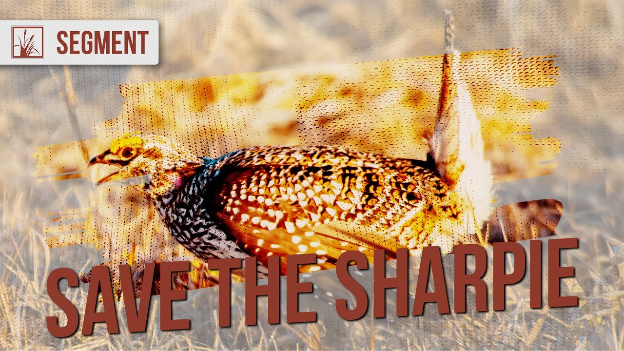 Hunting Sharp-Tailed Grouse in East Central Minnesota - YouTube