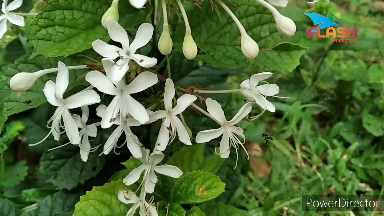 ANEKA BUNGA KESUKAAN LEBAH KLENCENG - YouTube