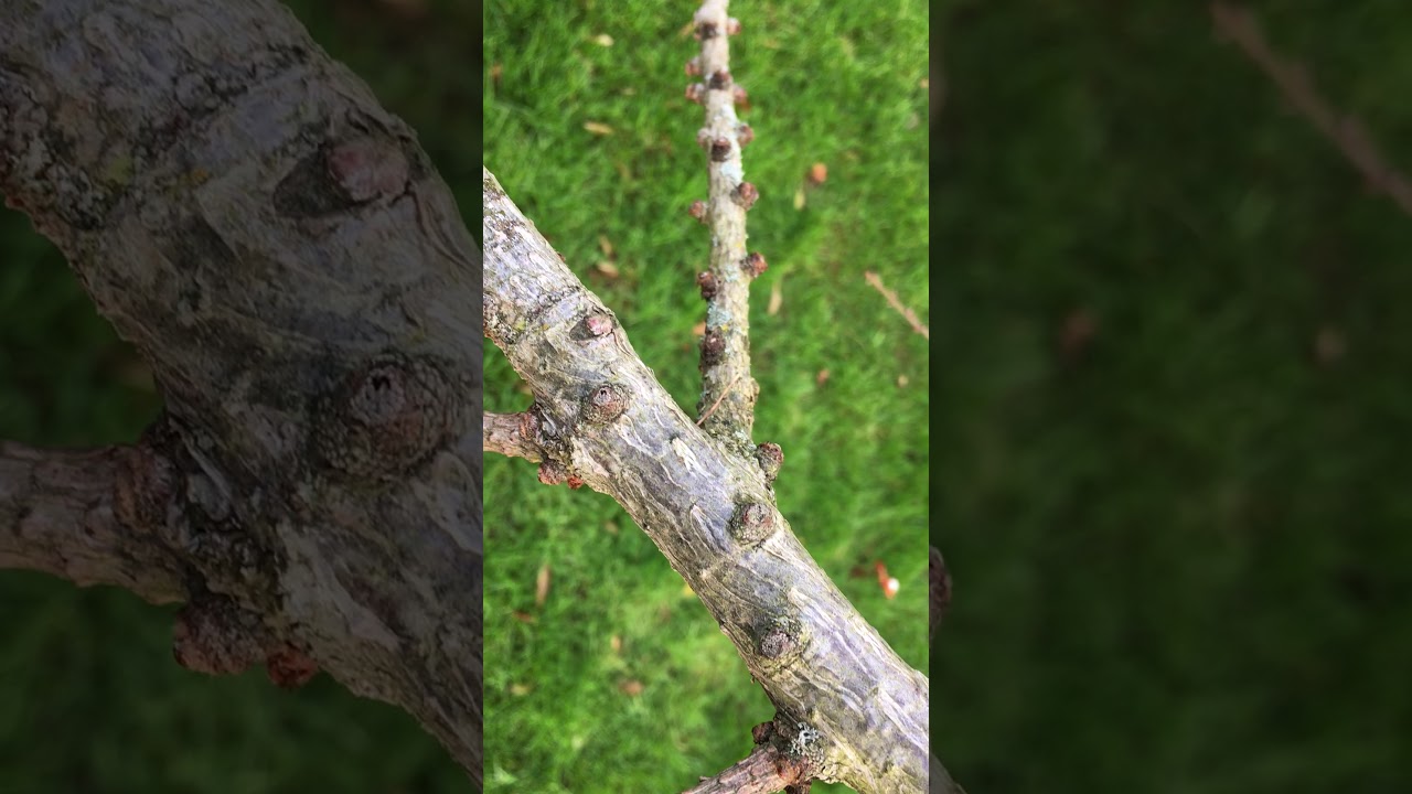 Japanese Larch - branch & twigs close up - December 2019 - YouTube