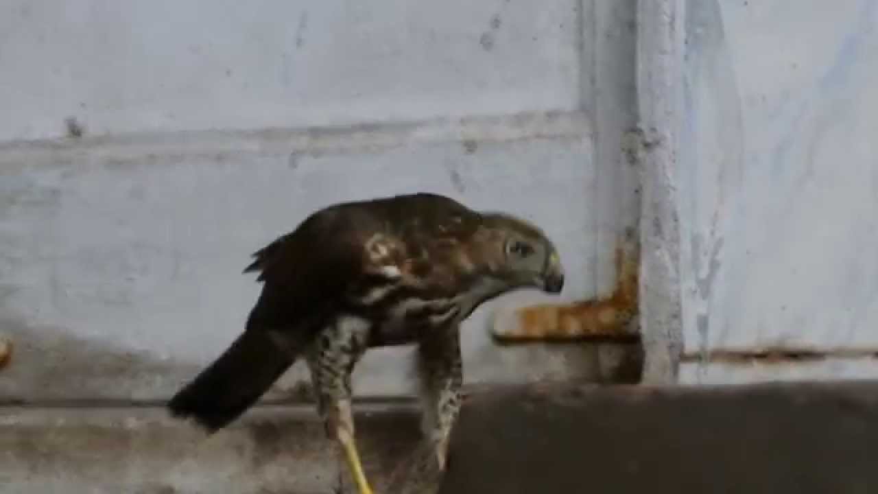An Eagle eating a Rat! - YouTube