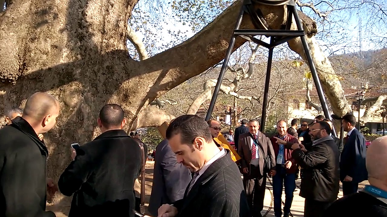 Bursa ( Turkey ) drinking Turkish tea under the 1000 years old tree ...