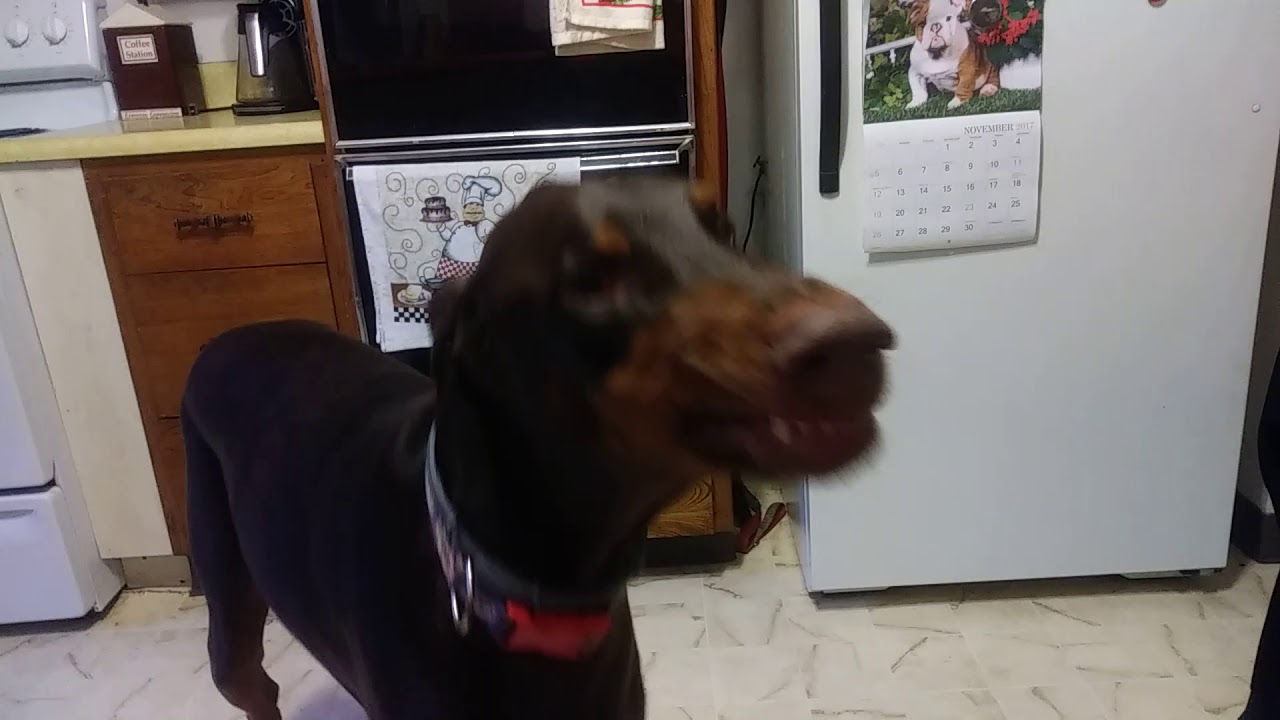 Diesel the doberman smiling. - YouTube