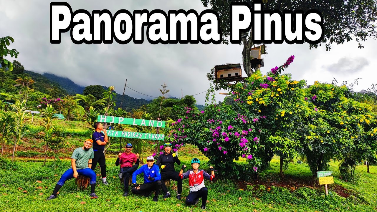 Panorama Pinus Hjp Land ( Wisata Pasiran Tengah) || Camping Ground ...