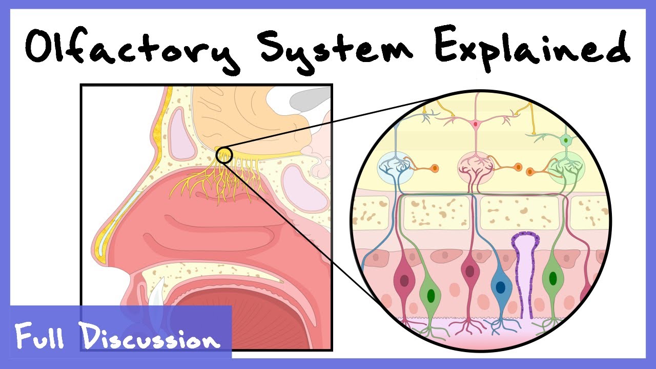 Olfactory System Explained Combinatorial Processing Transduction Olfactory System Explained Combinatorial Processing Transduction