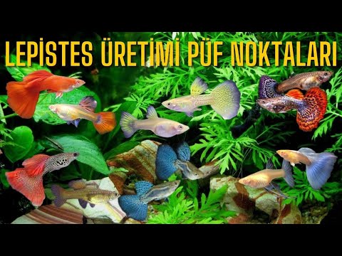 🔍 Lepistes Üretimi İçin En İyi Yöntemler: Başlangıç Rehberi 📚🐡