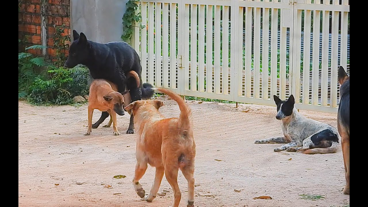 Street Dog Breeding - Pets Meet Friend In Group - Asian Dog Blog - YouTube