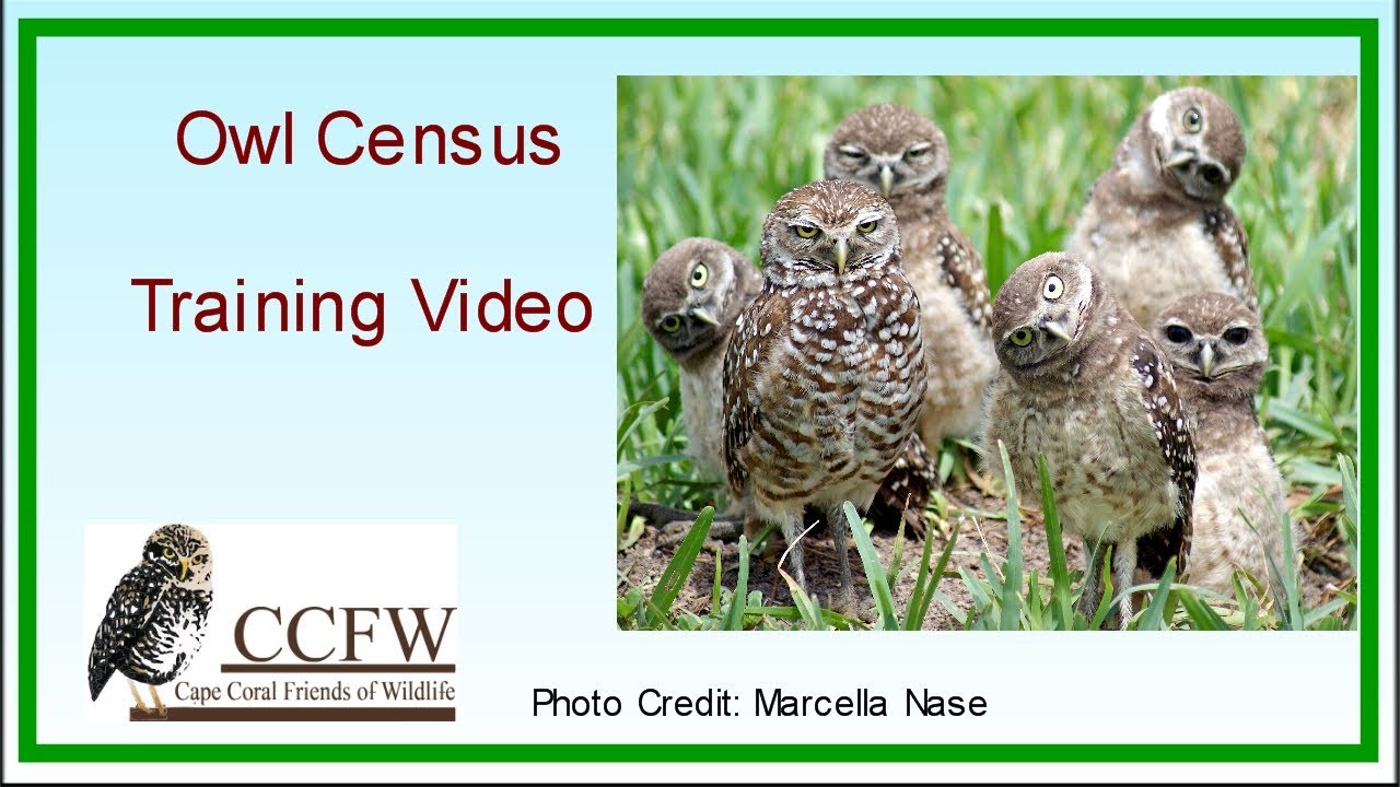 Owl Census Training ZOOM Session - YouTube
