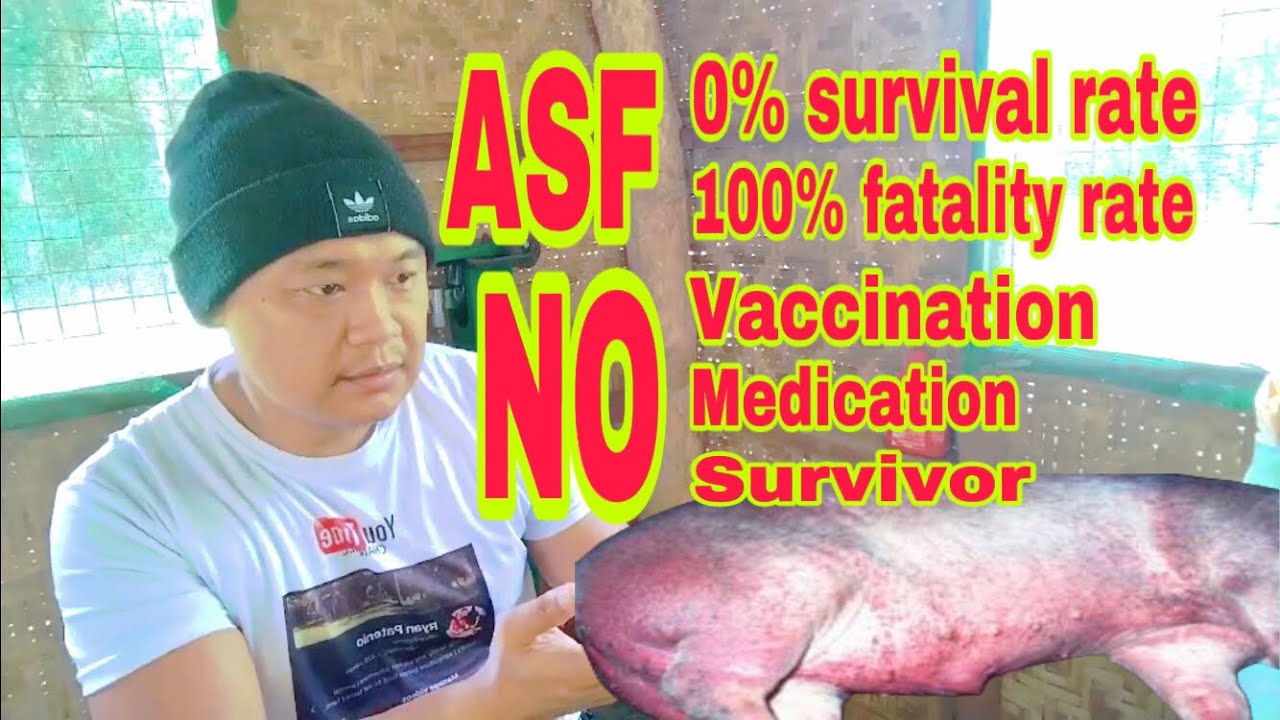 ASF o African Swine Fever nakakamatay na sakit sa mga baboy | Ryan ...