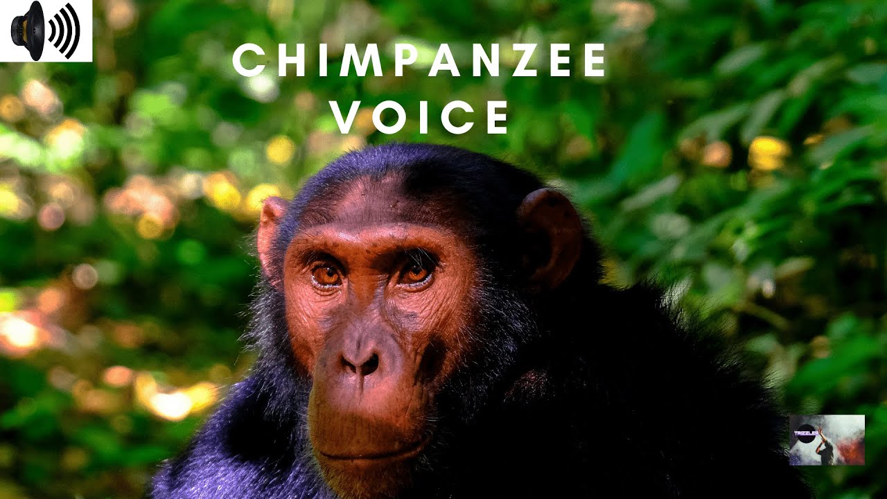CHIMPANZEE VOICE | GREAT APE | SAVANNAH | TROPICAL AFRICA | CHIMP ...