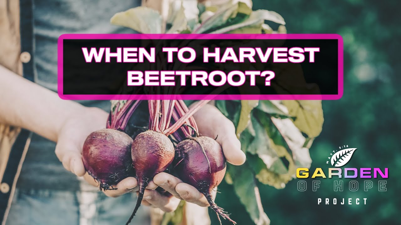 When to harvest beetroot? | Vegetable Gardening Tips - YouTube