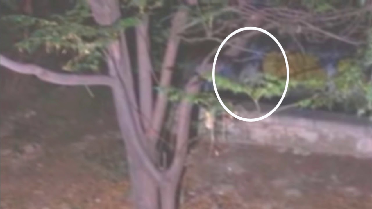 Museo del Horror Saltillo, los Mortem - Evidencia paranormal en ...