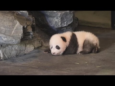 Watch This Baby Panda Wobble Trying to Take His First Steps - YouTube