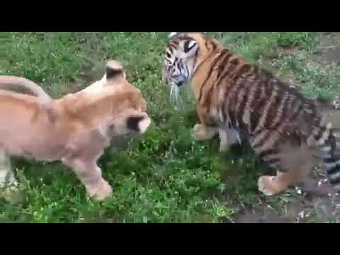 New !! TIGER vs LION Real Fight video -Wild jungle - YouTube