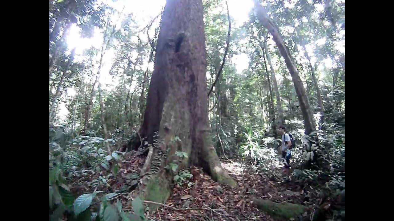 SKL - Hiking to Gunung Liang East & West (1933m) - Part 1, Tanjung ...