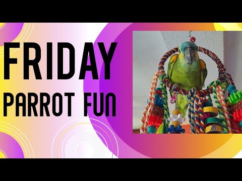 Friday parrot fun - YouTube