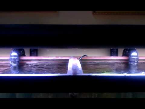 My tank with the DIY dual overflow running good - YouTube