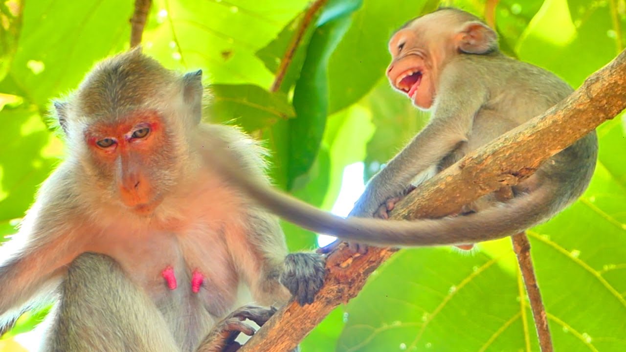 OMG ! Baby cute monkey SANTO use hand comfort mom asks milk - but he is ...