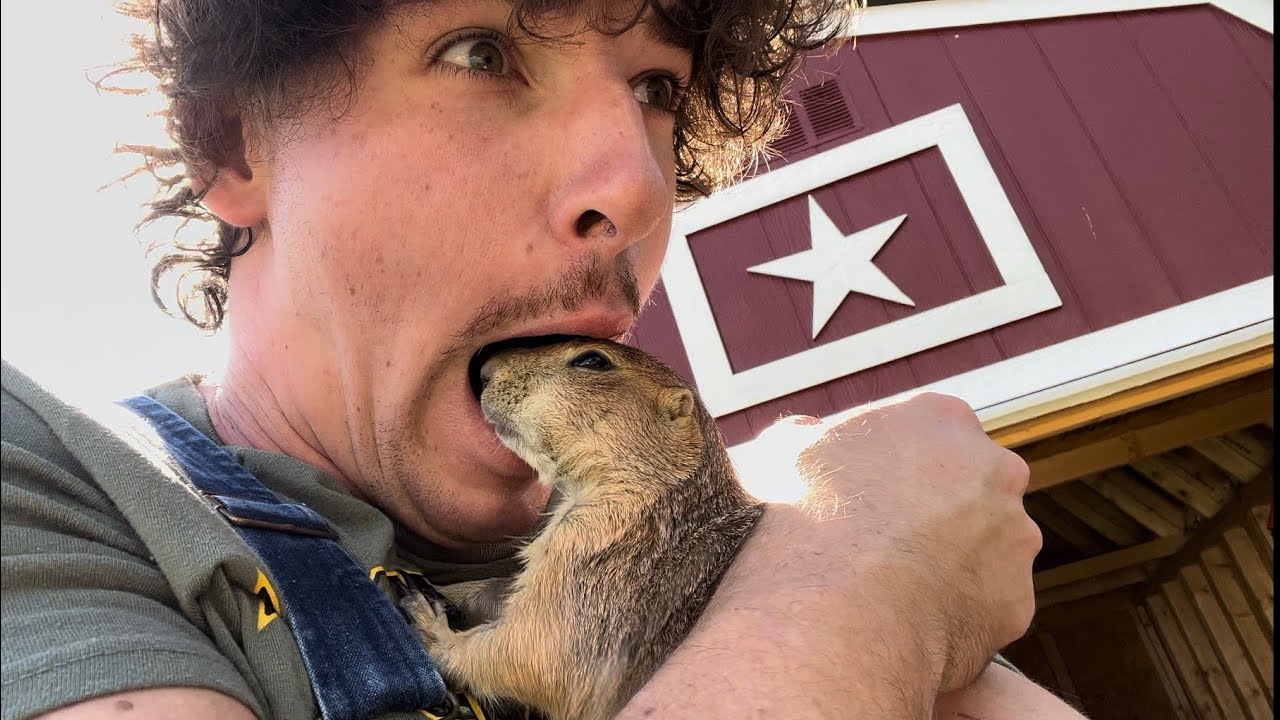 How Much Protein is in a Prairie Dog? (Eating Big Ounce) - YouTube