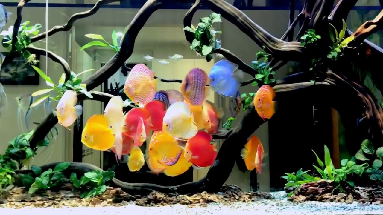 Gorgeous Discus Collection by Bạch Văn Tín (Vietnam) - YouTube