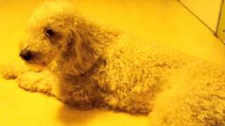 What Causes Dog Gulping