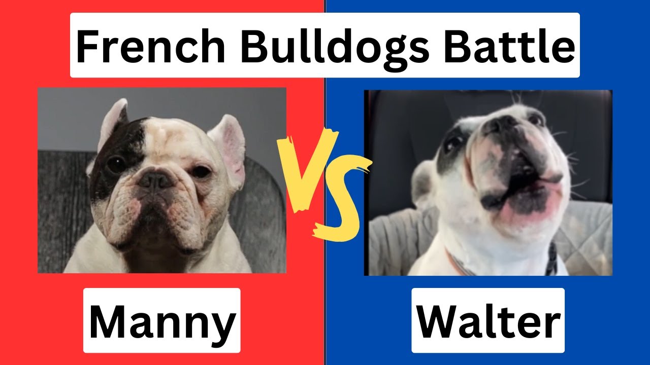 French Bulldogs Battle: MANNY vs WALTER 🐶 - YouTube