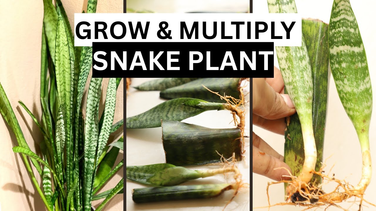 How To Grow Snake Plant From Cutting | Easy Propagation Guide. - YouTube