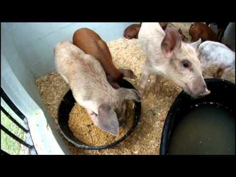 Pigs at Agricultural Exhibition Bermuda Apr 18 2012 - YouTube