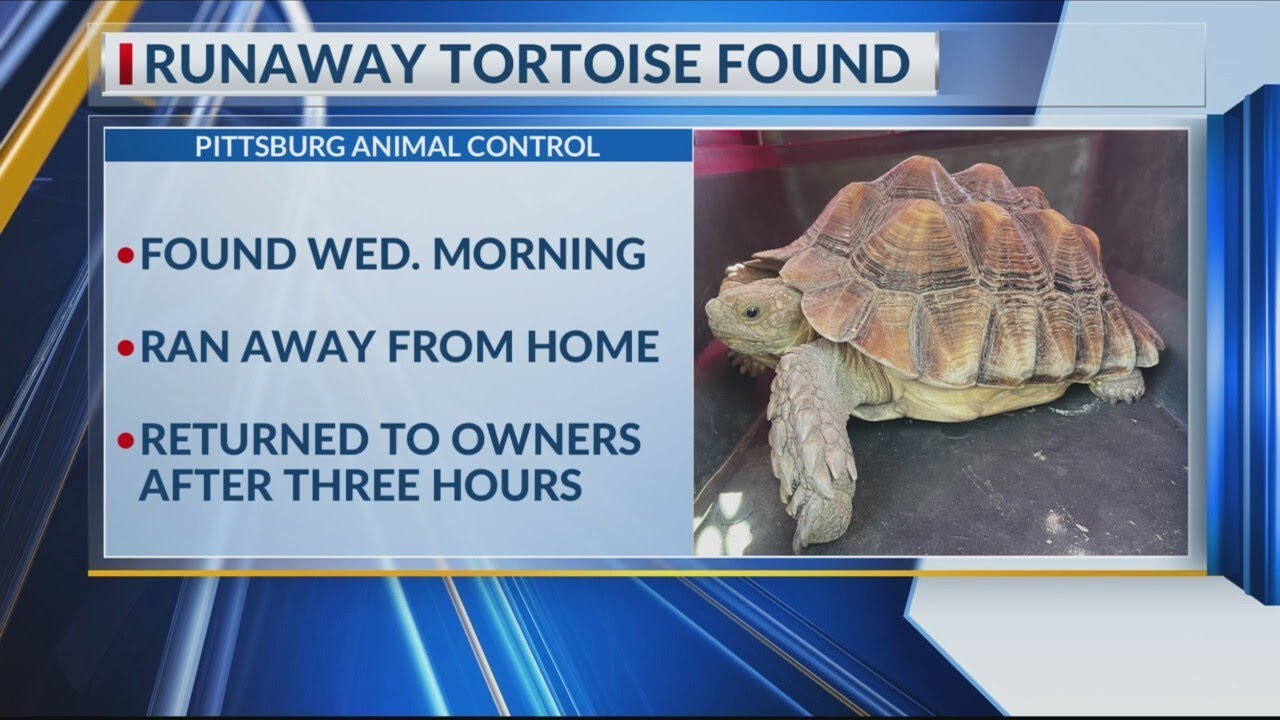 Tortilla the runaway tortoise reunites with its Pittsburg family - YouTube