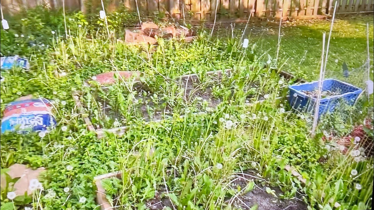 Update On My Hot Mess Garden Area - YouTube