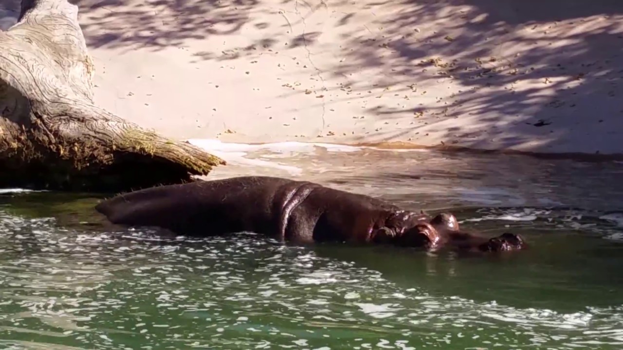Hippo Has Exploding Poo in Water - YouTube