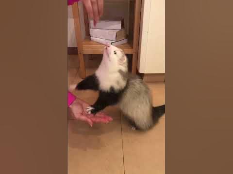 Basic ferret tricks - YouTube